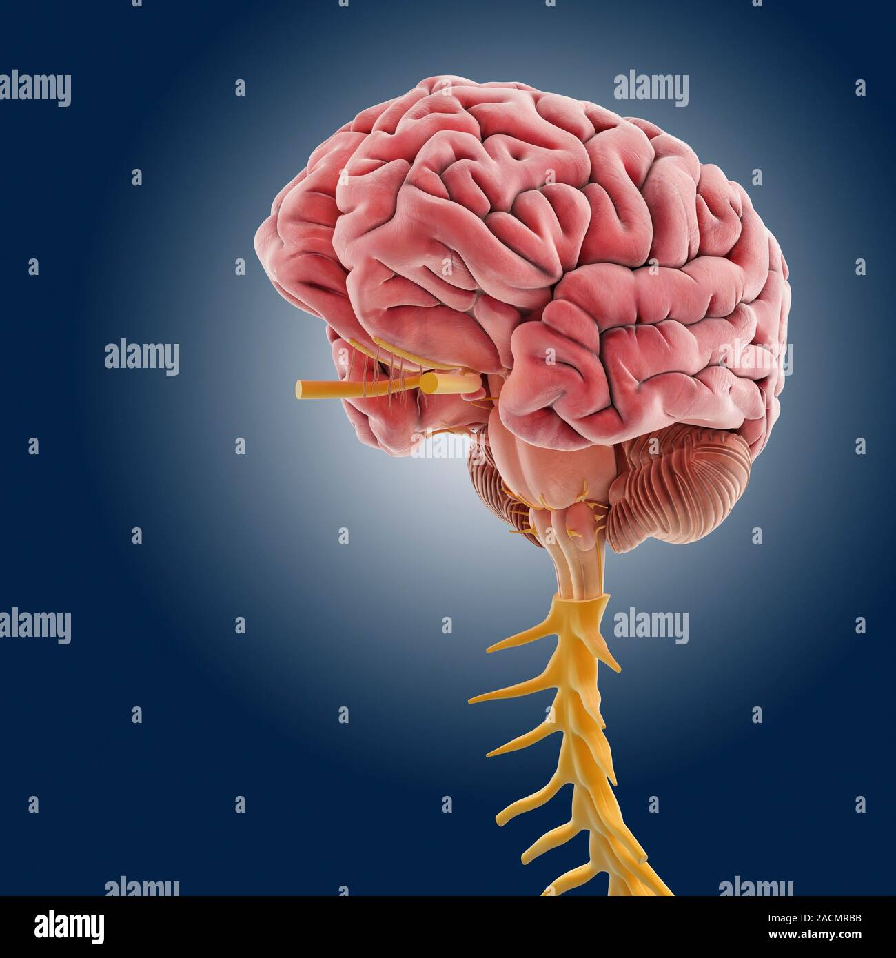 Nervous System Artwork Nervous System Brain Art Artwork Central