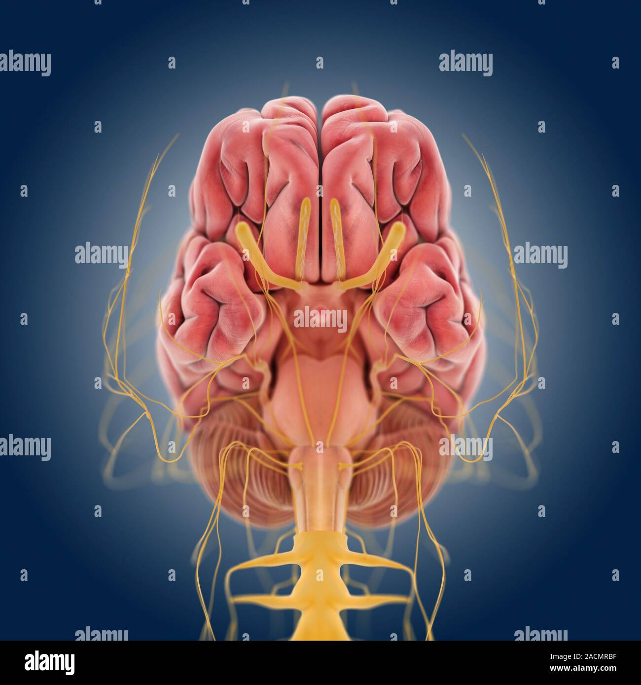Central nervous system. Computer artwork showing the brain, cranial ...
