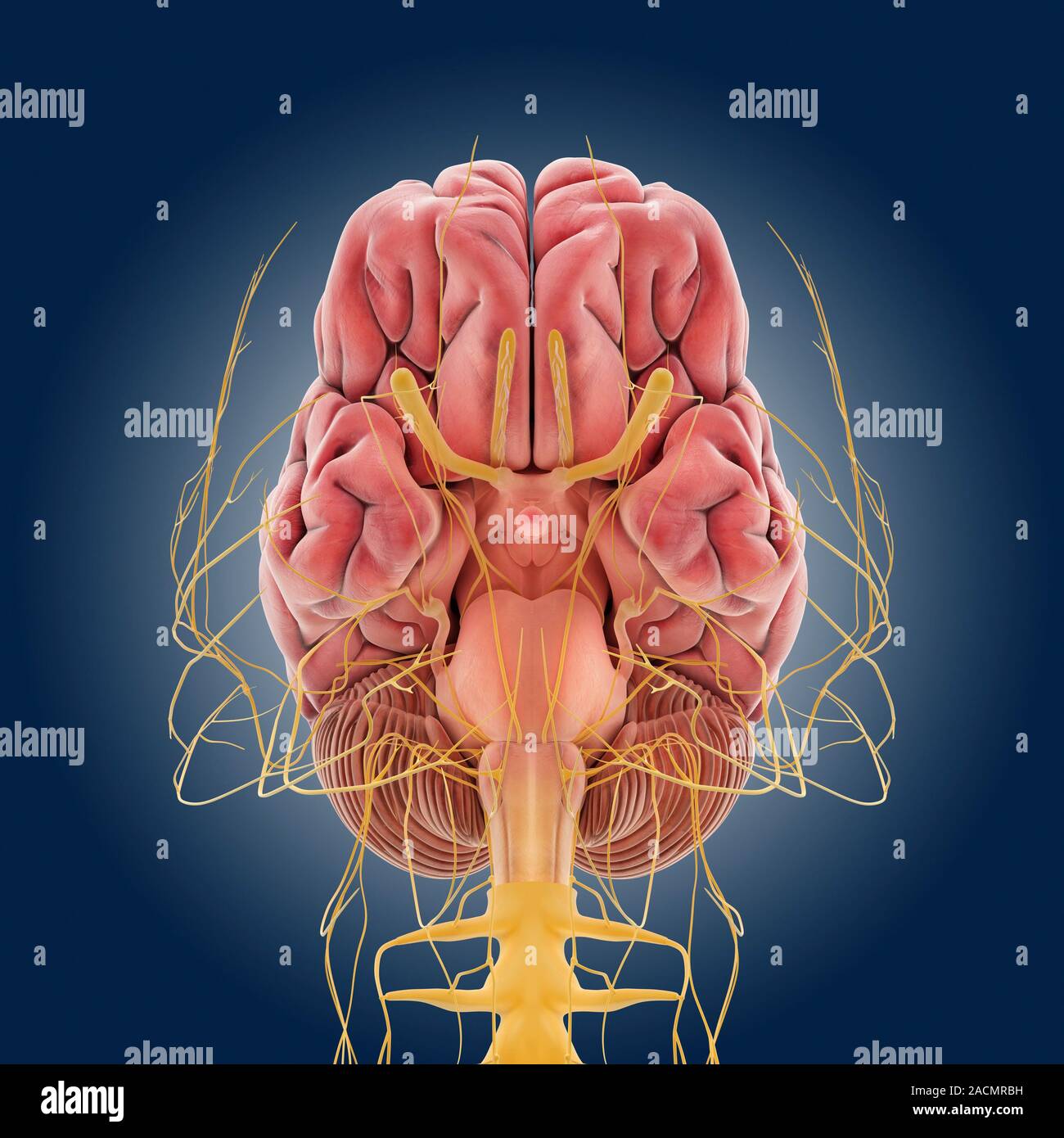 Central nervous system. Computer artwork showing the brain, cranial ...