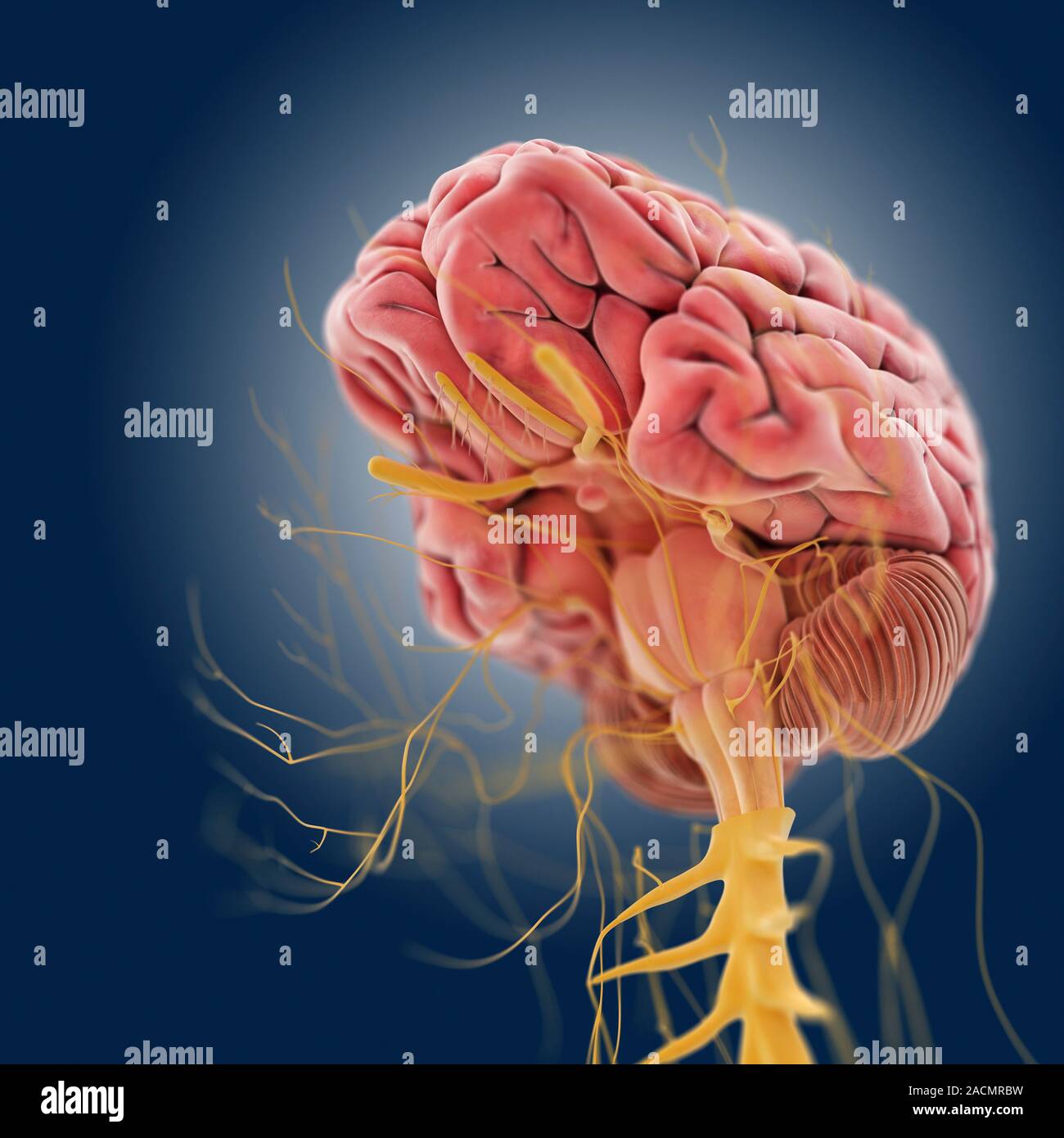 Central nervous system. Computer artwork showing the brain, cranial ...