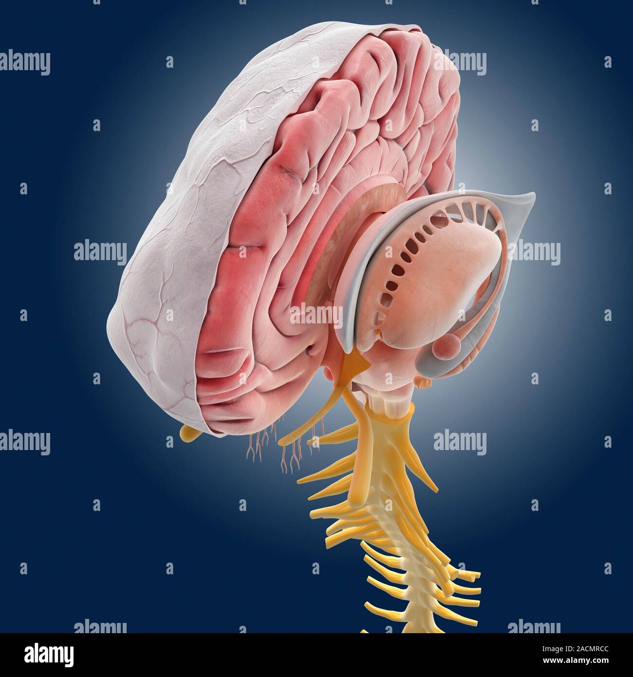 Cerebral Hemispheres Anatomy