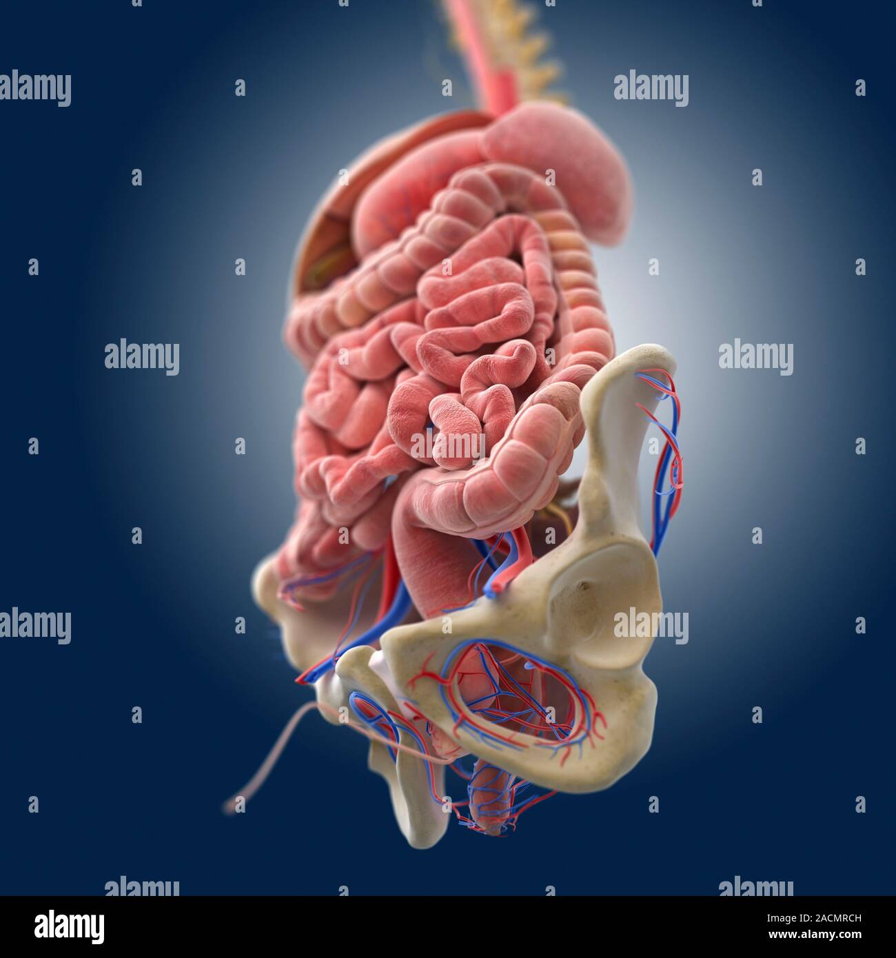 Human anatomy. Computer artwork showing the digestive system, and the ...