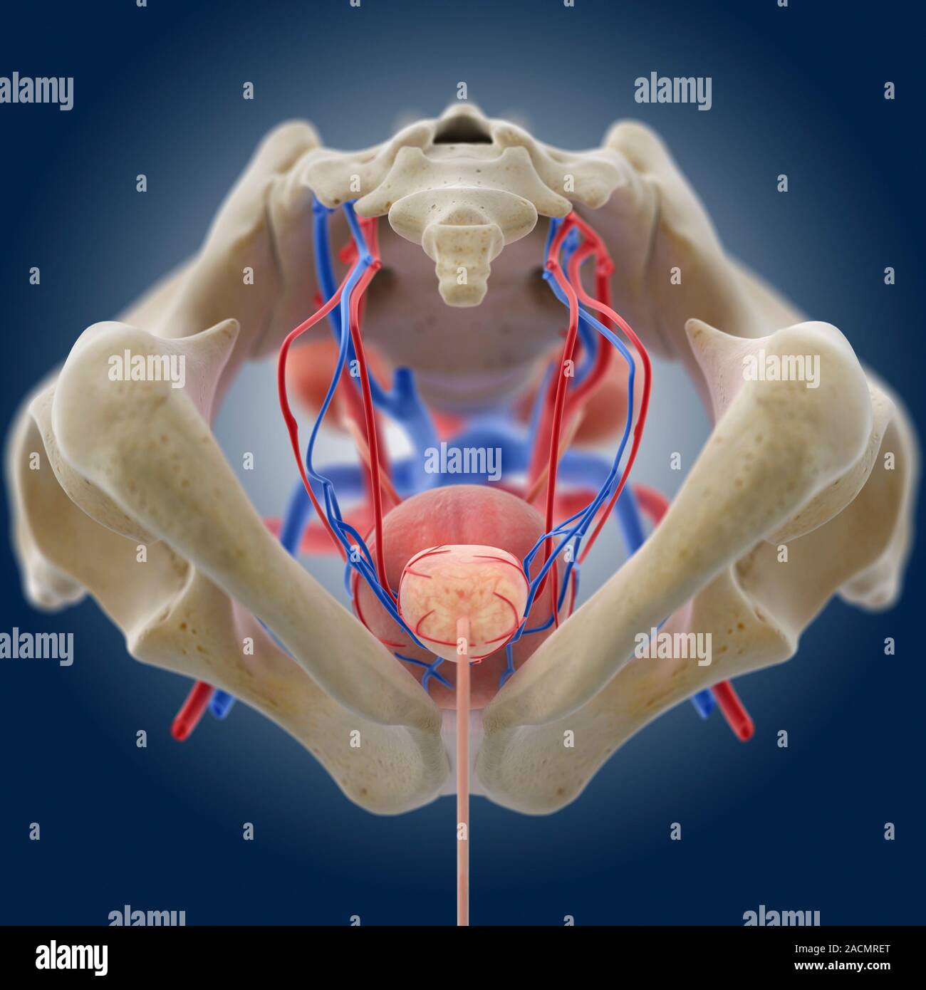 Prostate gland. Computer artwork of a view of the bottom of the pelvis ...
