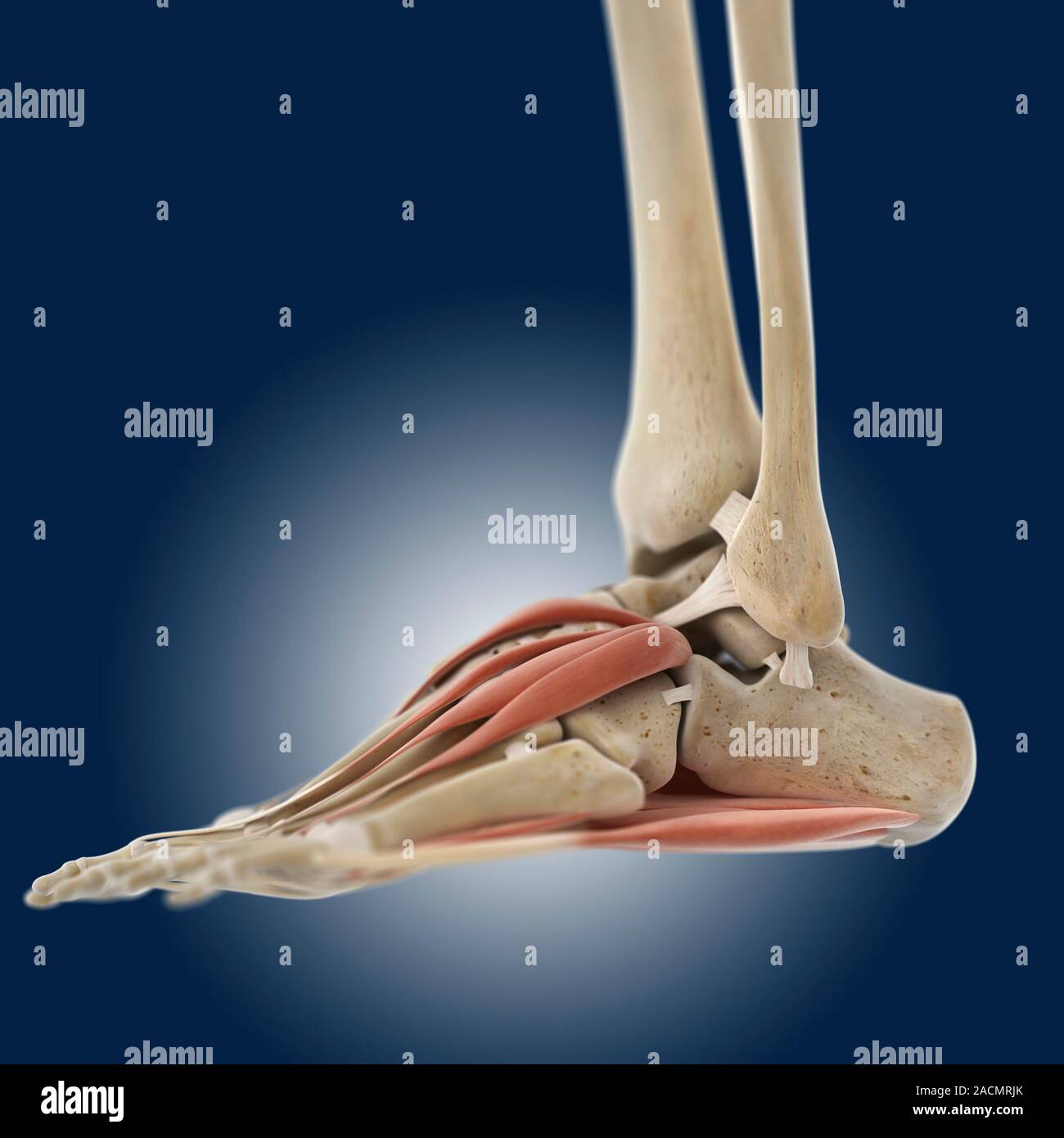 Foot anatomy, artwork. At upper right are the two lower leg bones, the ...