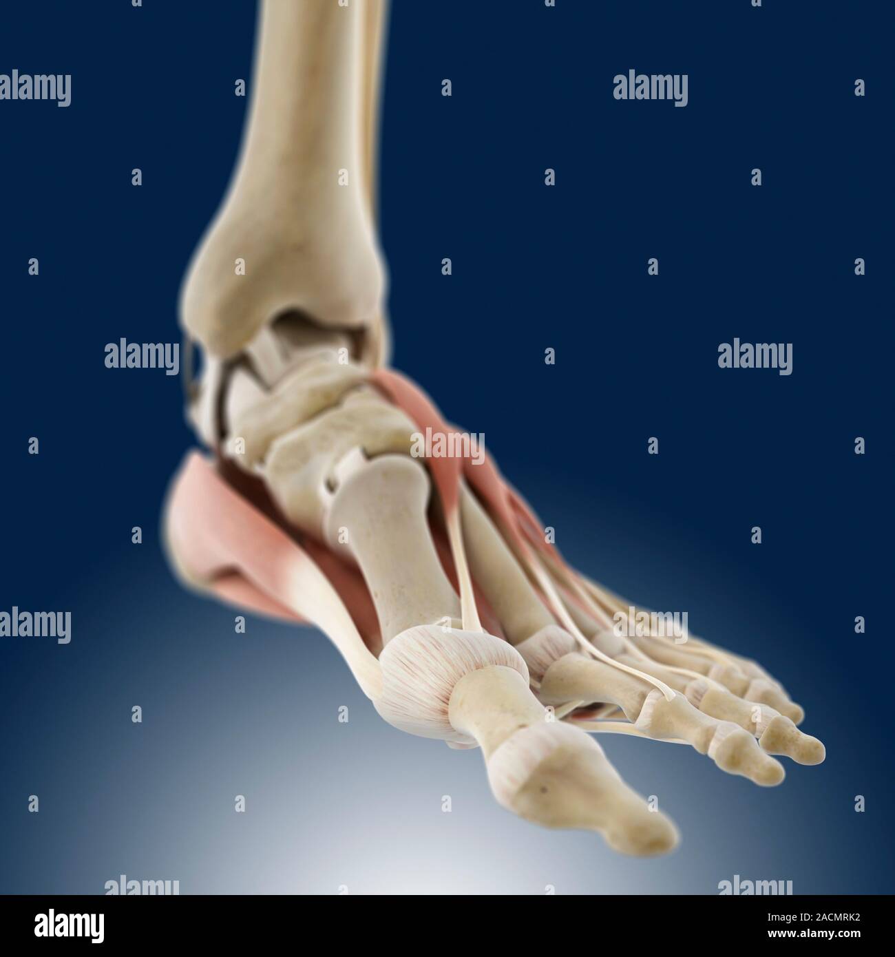 Foot anatomy, artwork. At upper left is the tibia (shinbone). The toes ...