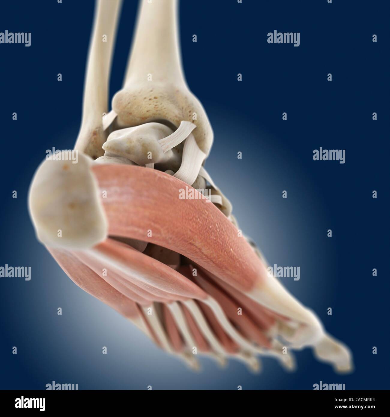 Foot anatomy, artwork. The muscle on the right of the sole of the foot ...