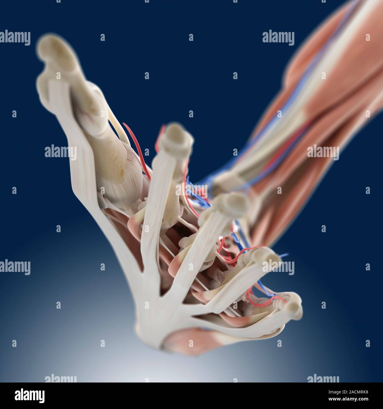 Plantar fascia. Computer artwork showing the plantar fascia, a layer of ...