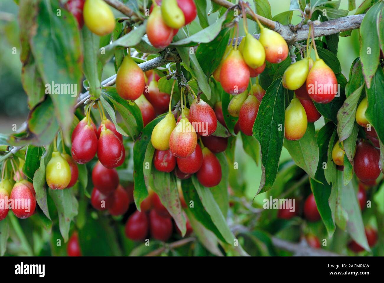 European Cornel (Cornus mas 'Kasanlaker') fruits, also known as ...