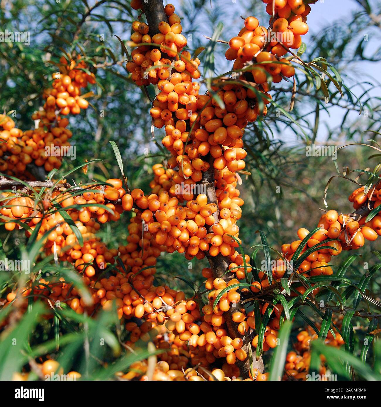 Autumn berries of Sea Buck-thorn (Hippophae rhamnoides 'Orange Energy ...