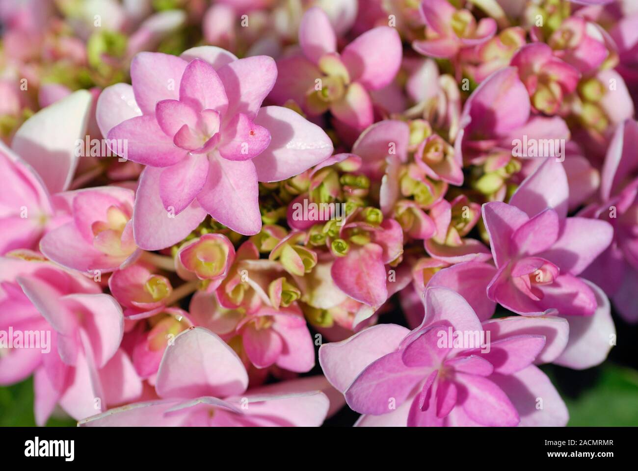 Hydrangea macrophylla 'Romance' flowering in Summer. It is a species of ...