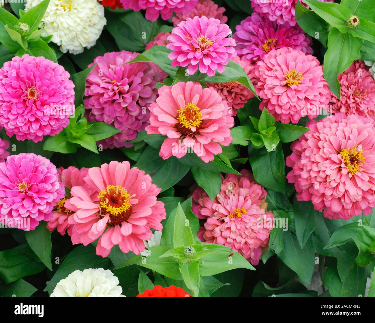Zinnia elegans 'Dreamland Mix' flowering in Summer Stock Photo - Alamy