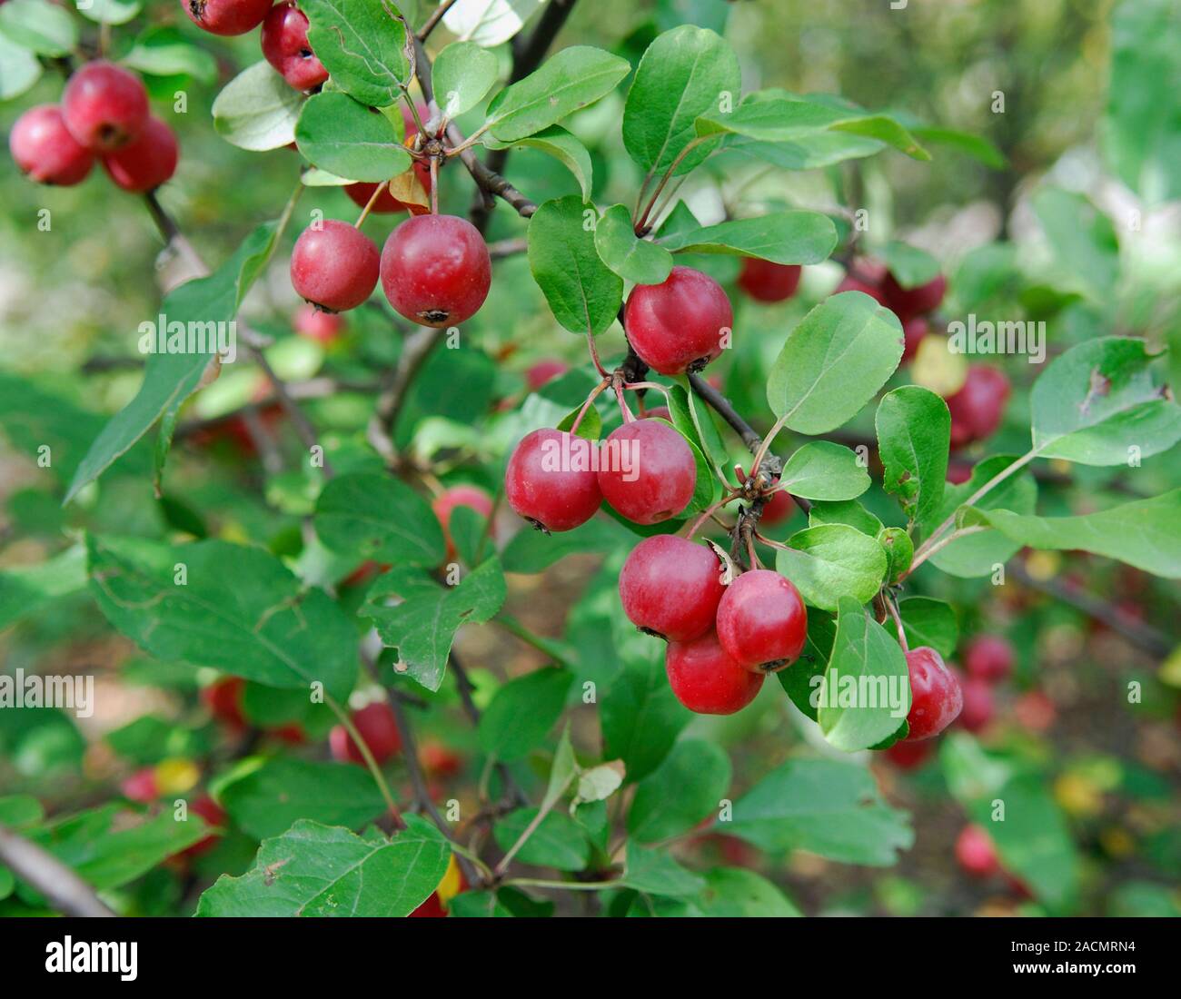 Crab Apple (Malus 'Gorgeous') showing ripening fruit Stock Photo - Alamy