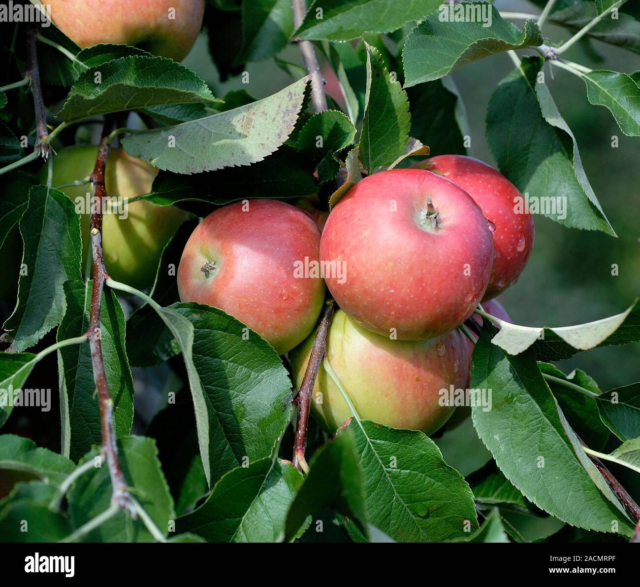 Apple (Malus domestica 'Red Topaz') showing ripening fruit Stock Photo ...