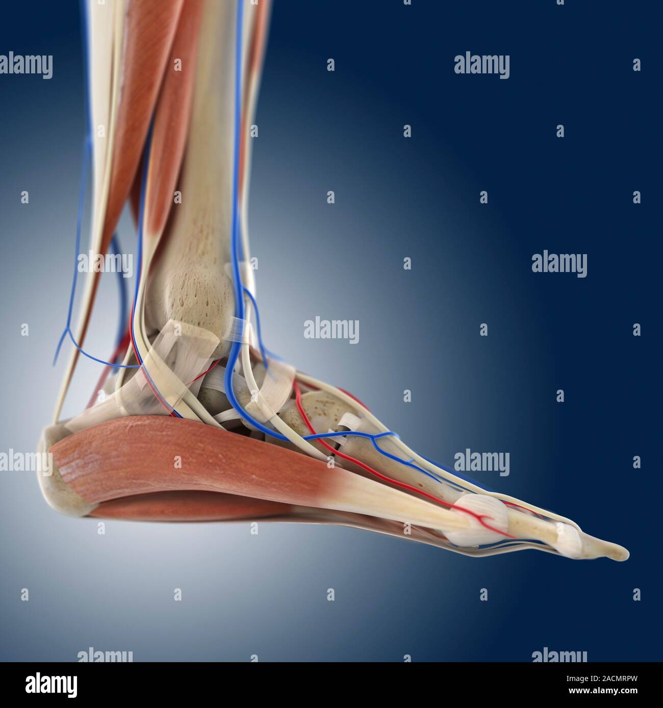 Foot anatomy, artwork. The muscle across the side of the foot is the ...