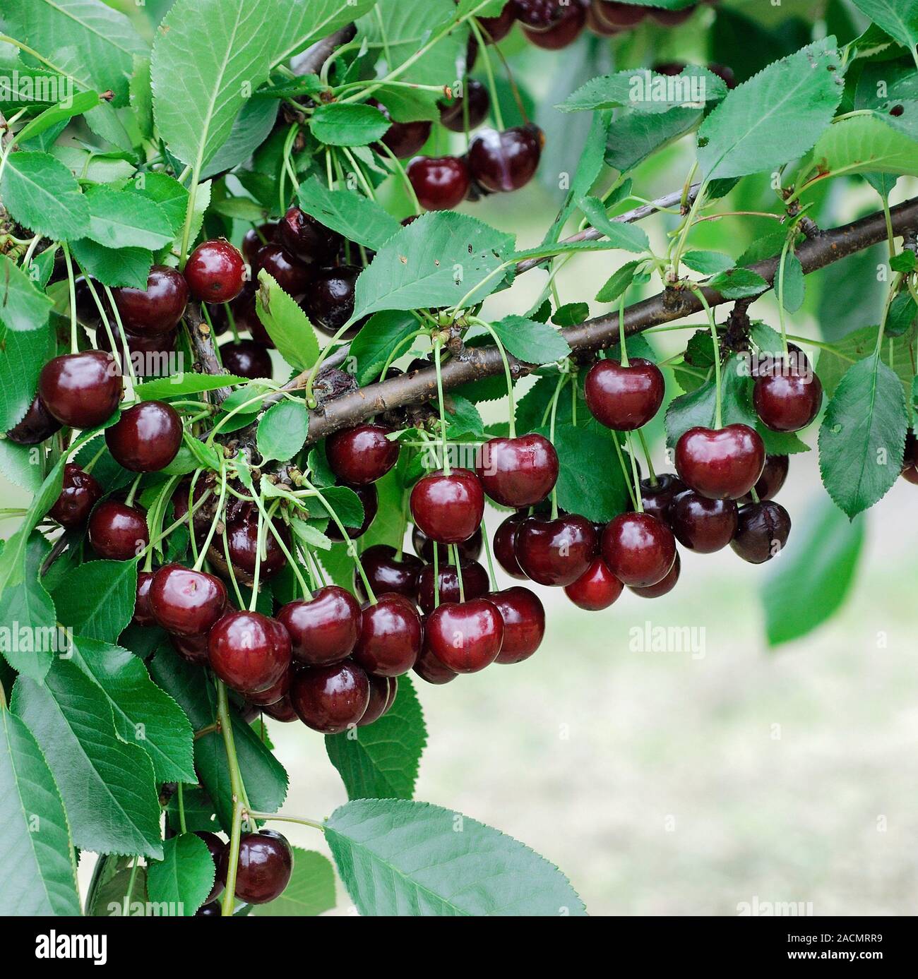 Sour Cherry (Prunus cerasus 'Achat') fruits Stock Photo - Alamy