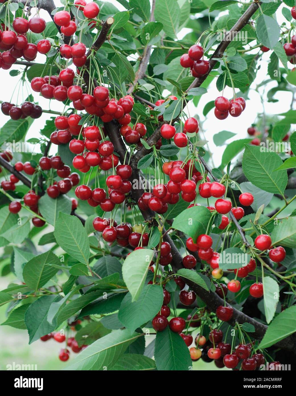 Sour Cherry (Prunus cerasus) fruits Stock Photo - Alamy