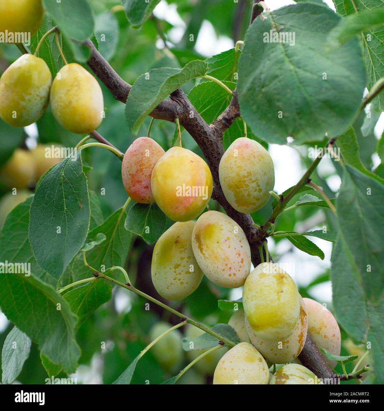 Ripening Plums (Prunus domestica 'Tipala' Stock Photo - Alamy