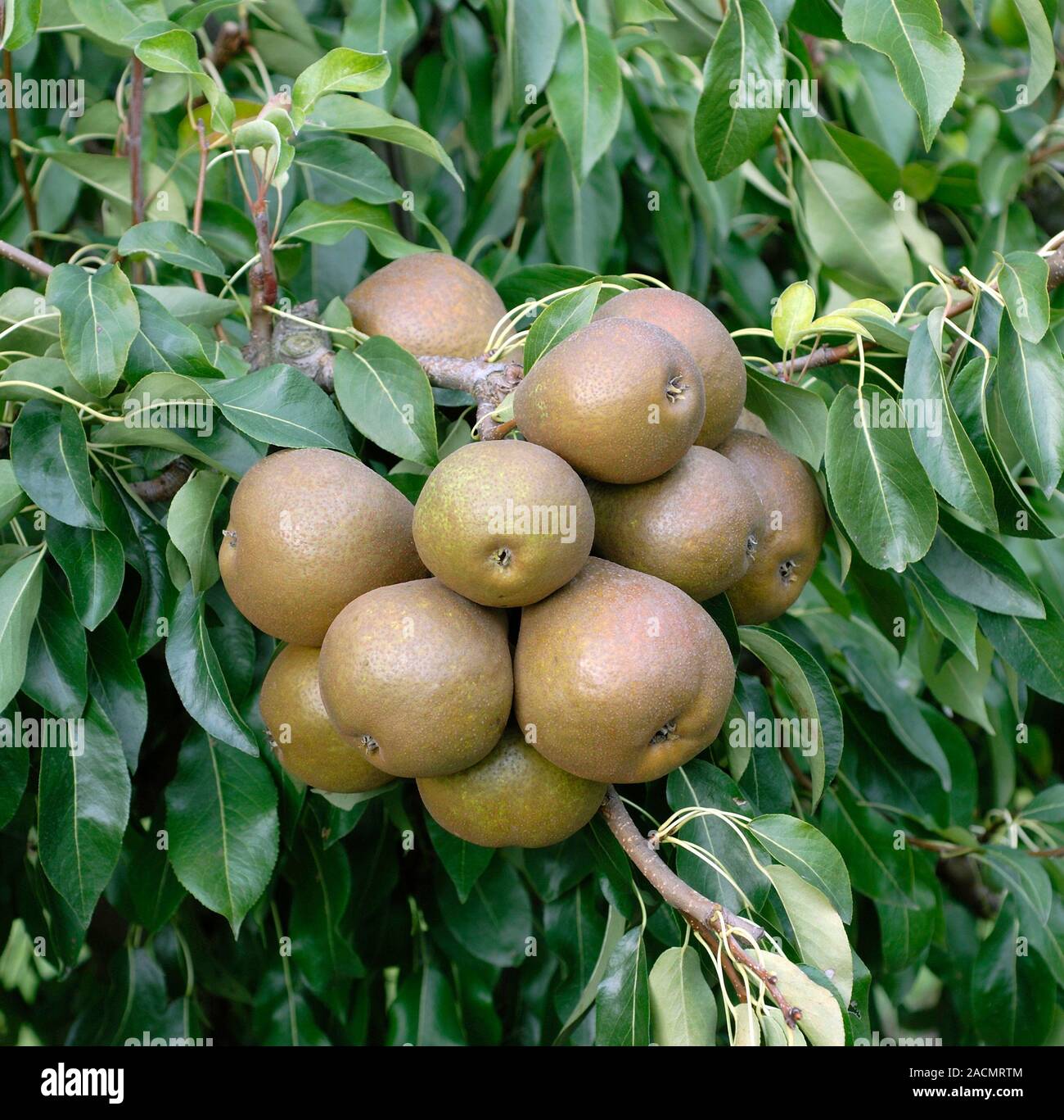 Ripening Peara (Pyrus communis Stock Photo - Alamy