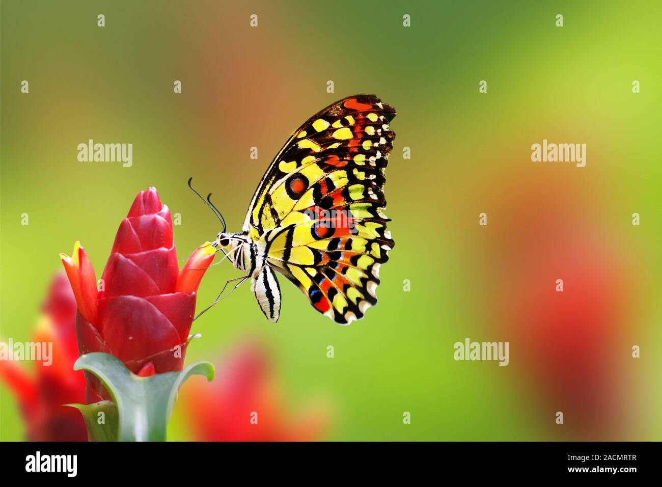 Butterfly flowers close up hi-res stock photography and images - Alamy