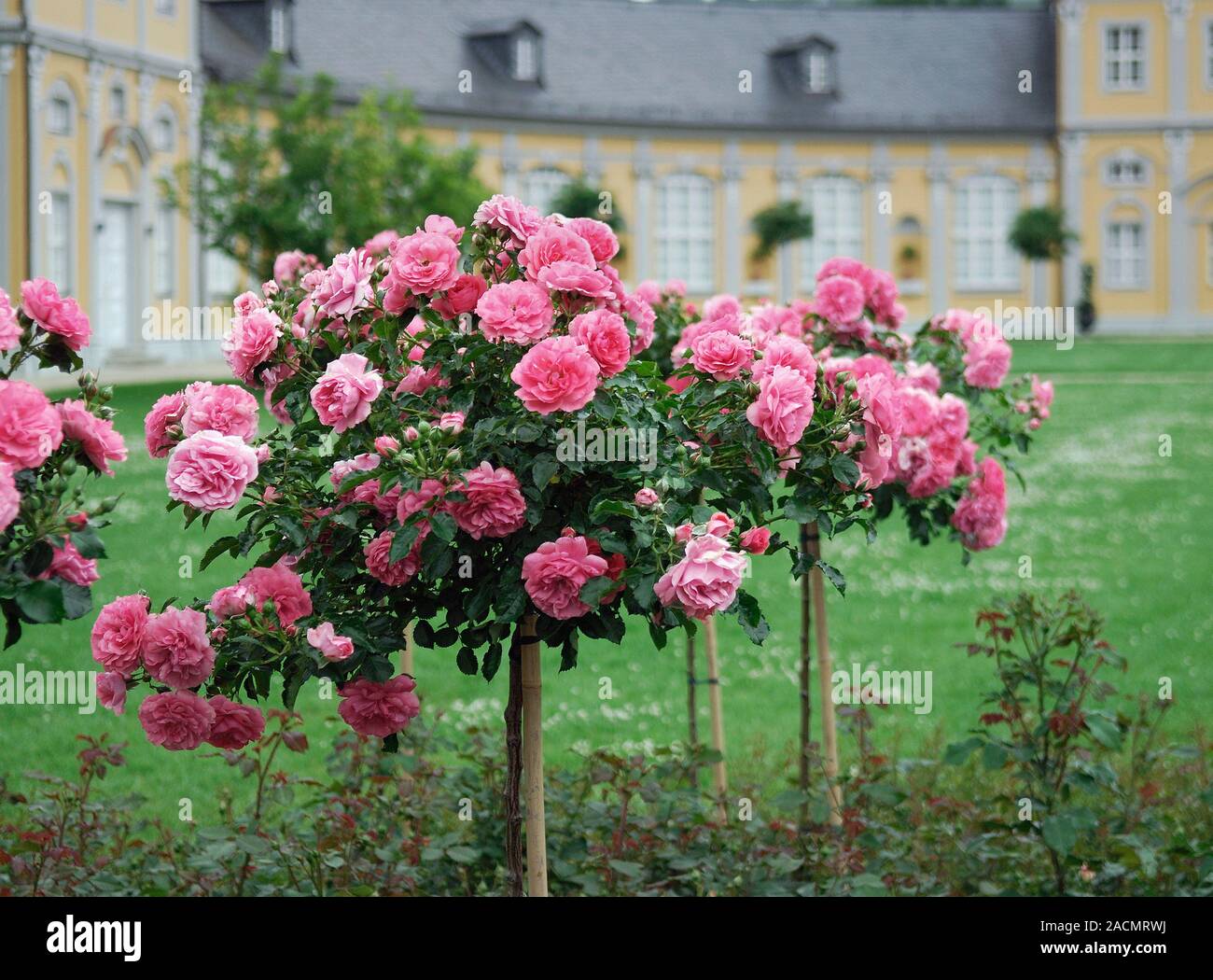 Rose (Rosa 'Rosarium Uetersen') flowering in Summer and trained as ...