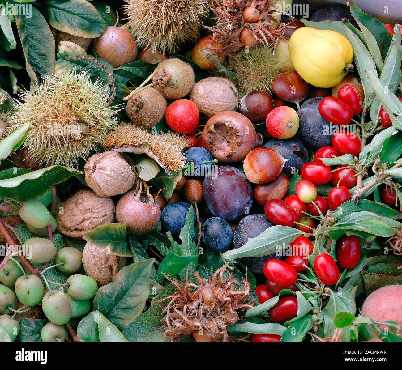 Harvested autumn fruits and nuts Stock Photo - Alamy