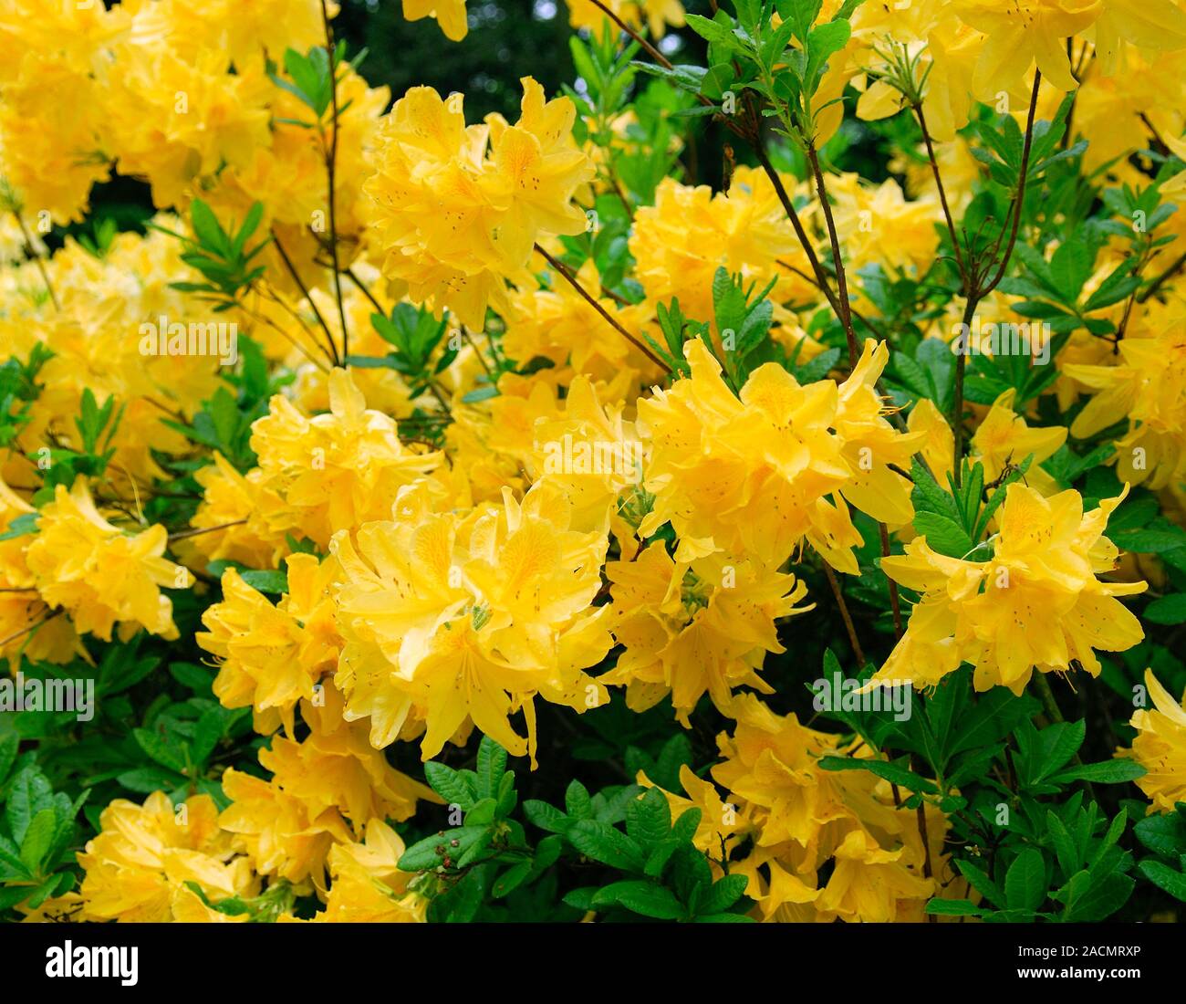 Rhododendron luteum 'Anna' flowering in Spring Stock Photo - Alamy