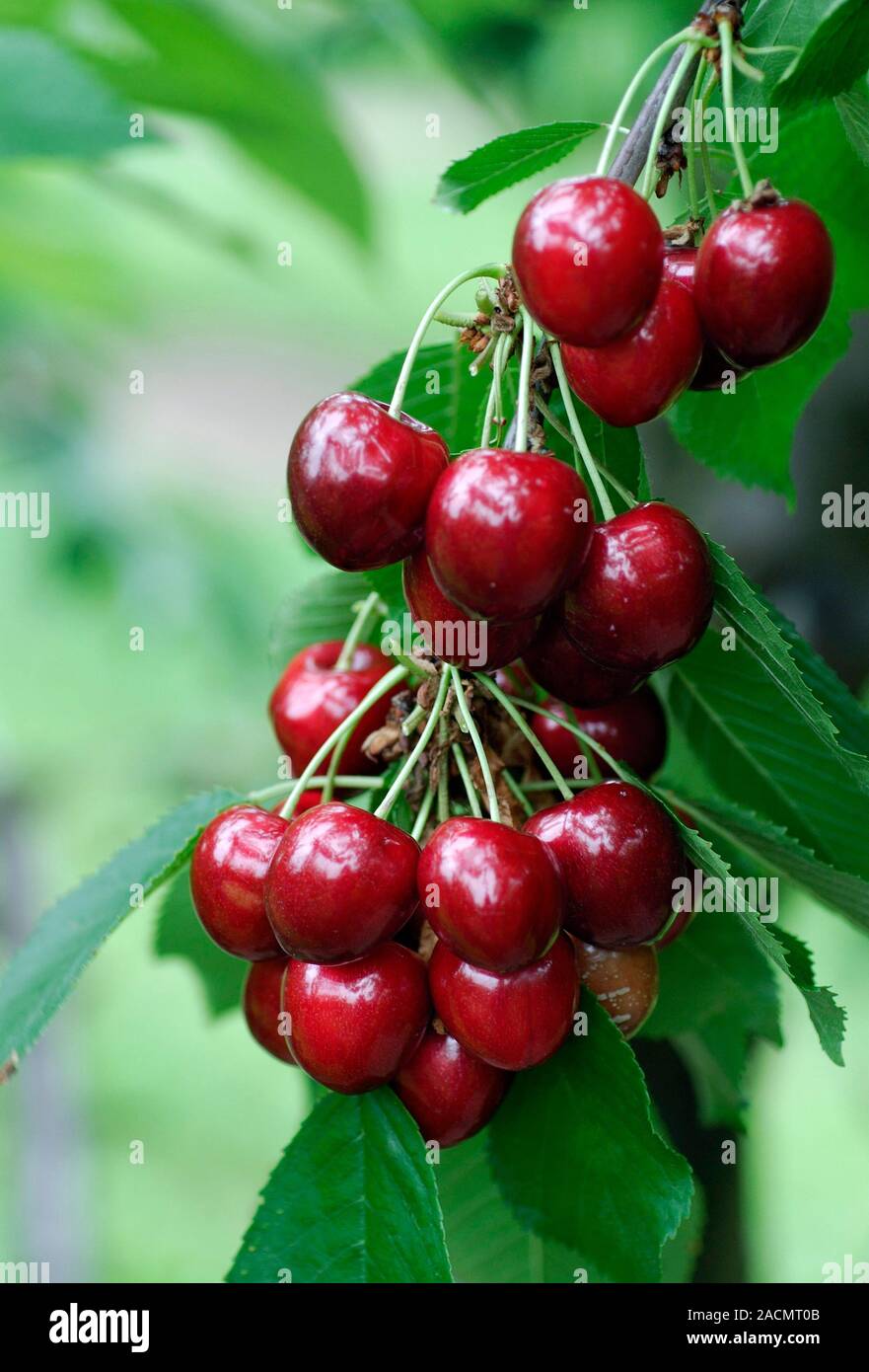 Ripening Cherries (Prunus avium 'Cainiola' Stock Photo - Alamy