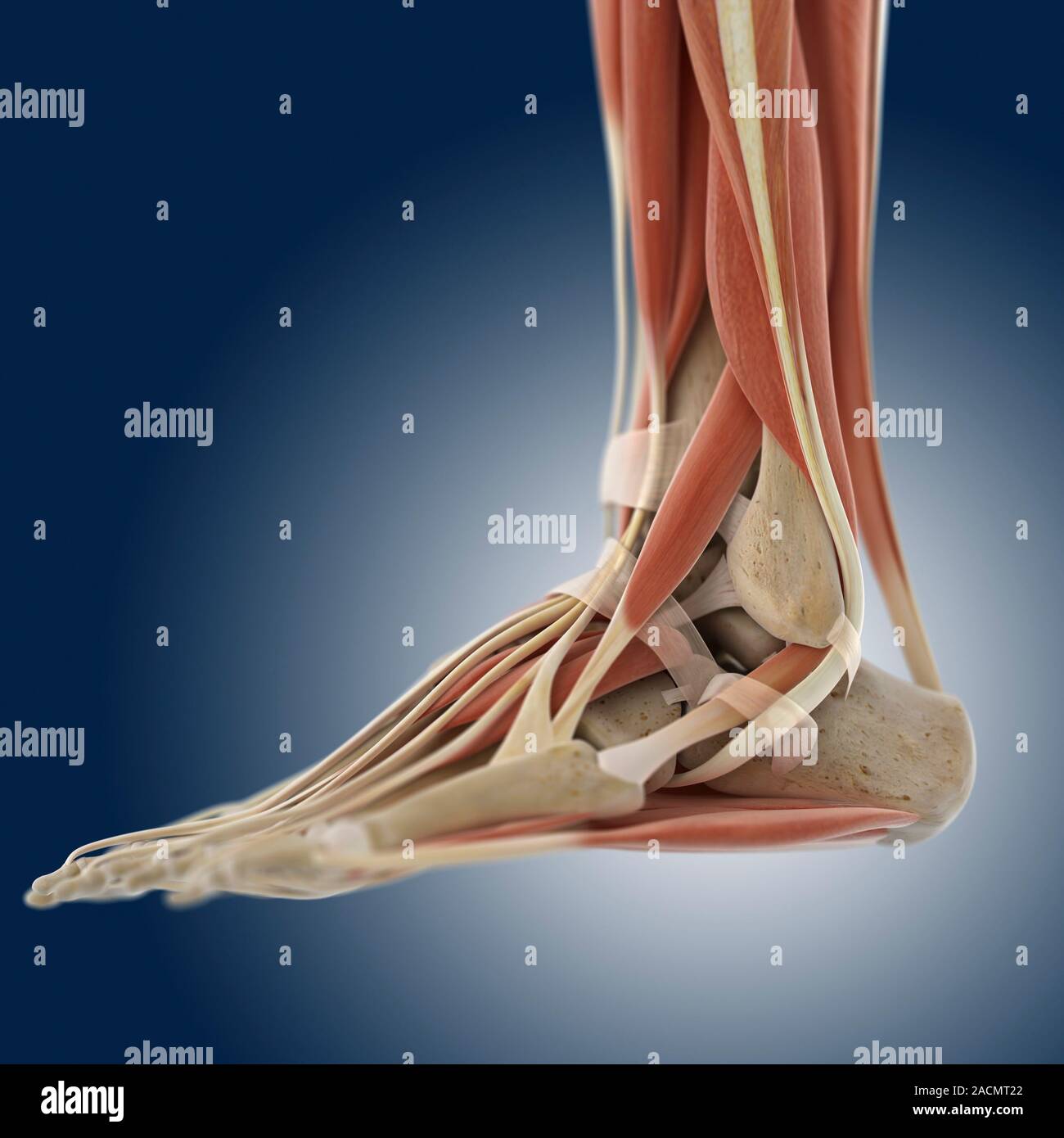 Foot anatomy, artwork. The muscle on the sole of the foot is the digiti ...