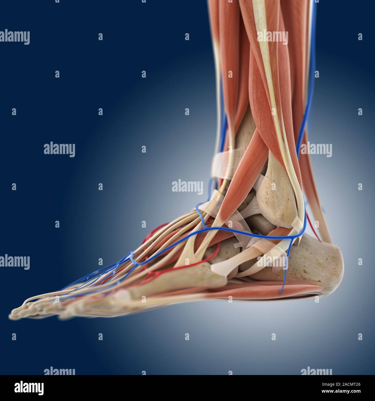 Foot anatomy, artwork. The muscle on the sole of the foot is the digiti ...
