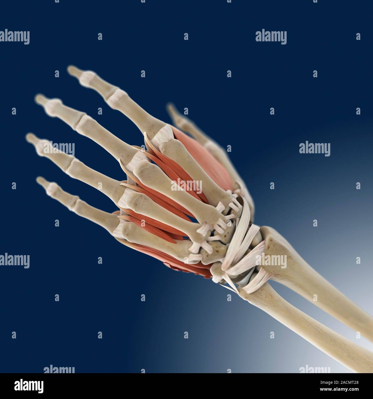 Finger Anatomy Bones Hand Anatomy: Bones & Muscles Full Review