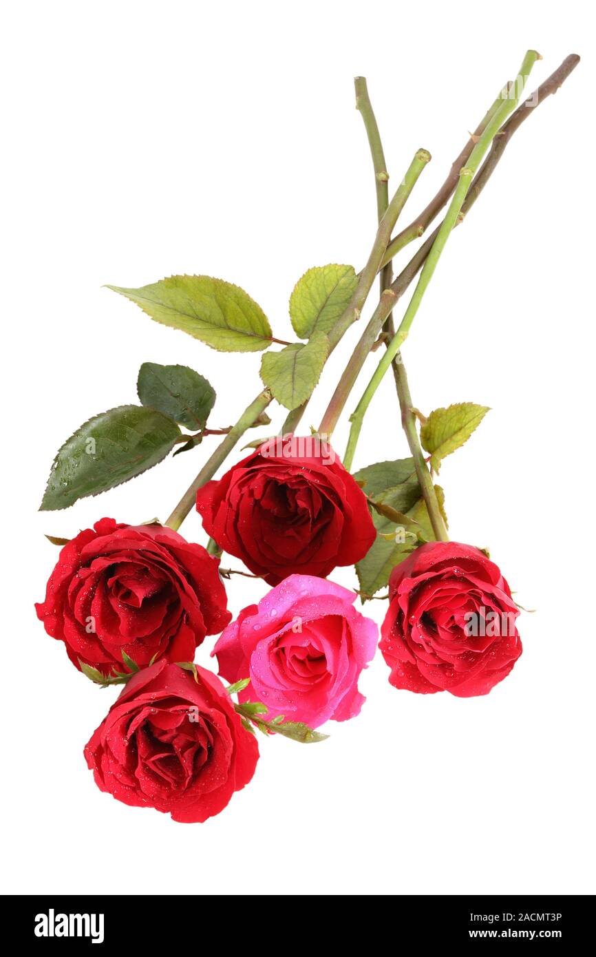 many red roses Stock Photo - Alamy