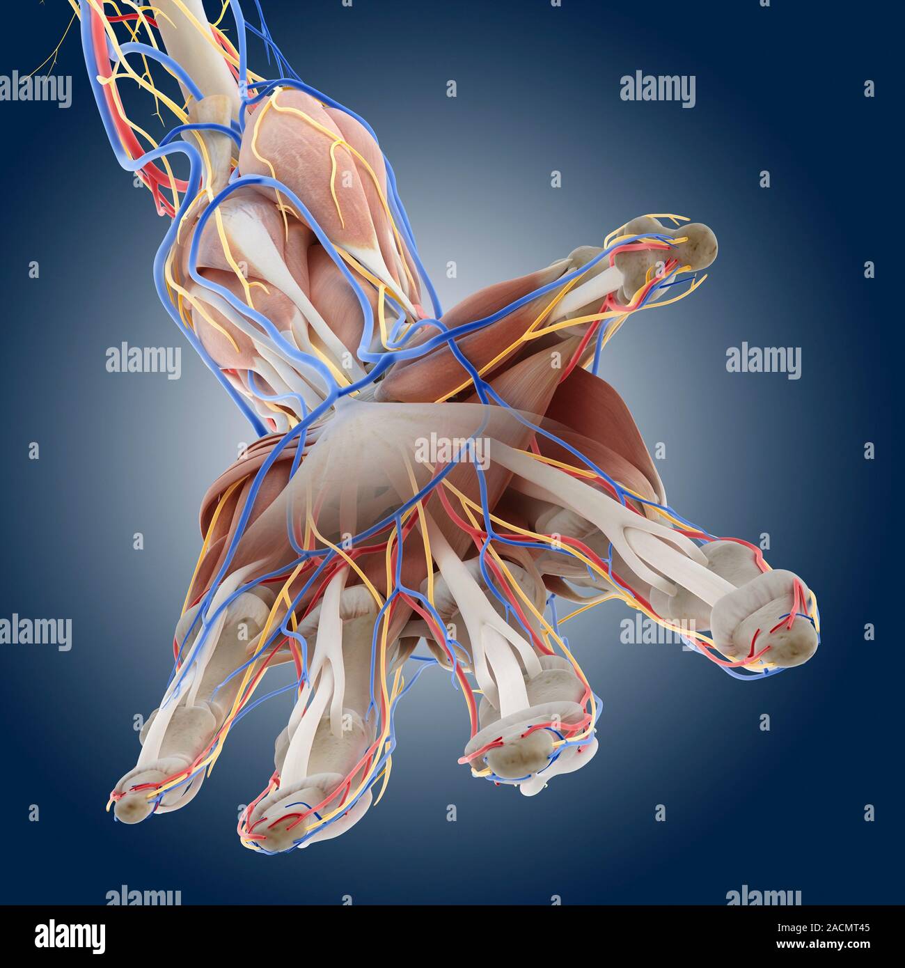 Hand anatomy. Computer artwork showing the anatomy of the palm of the ...