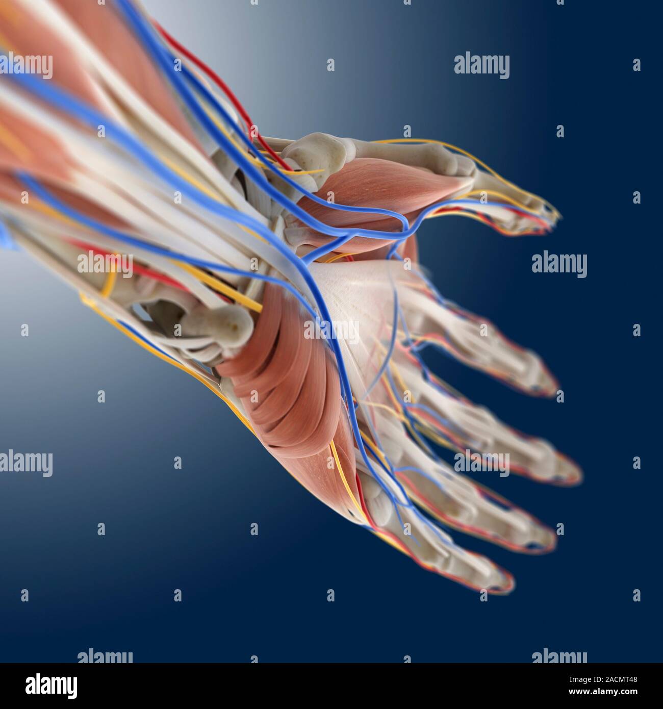 Hand anatomy. Computer artwork showing the anatomy of the palm of the ...
