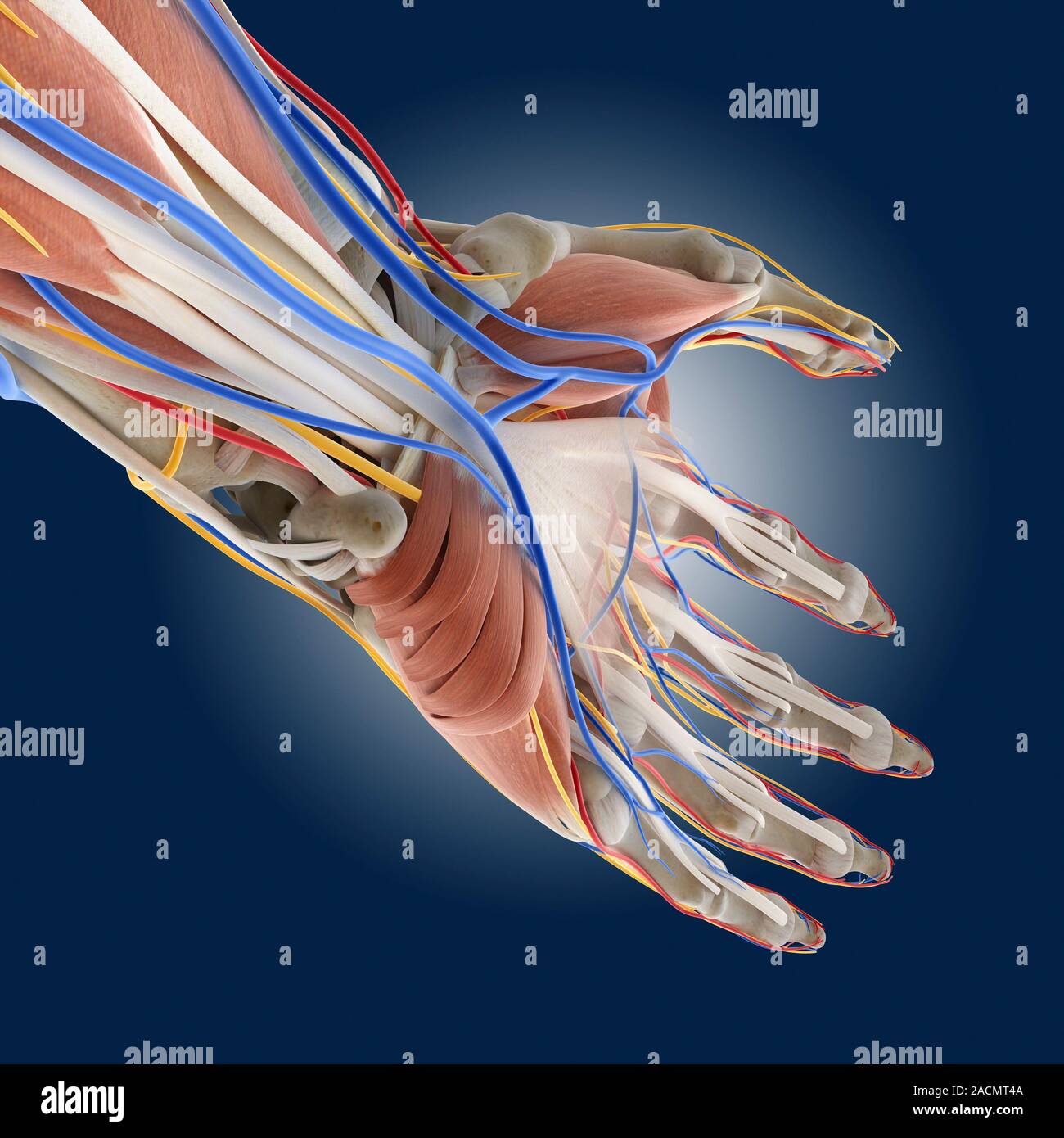 Hand anatomy. Computer artwork showing the anatomy of the palm of the ...