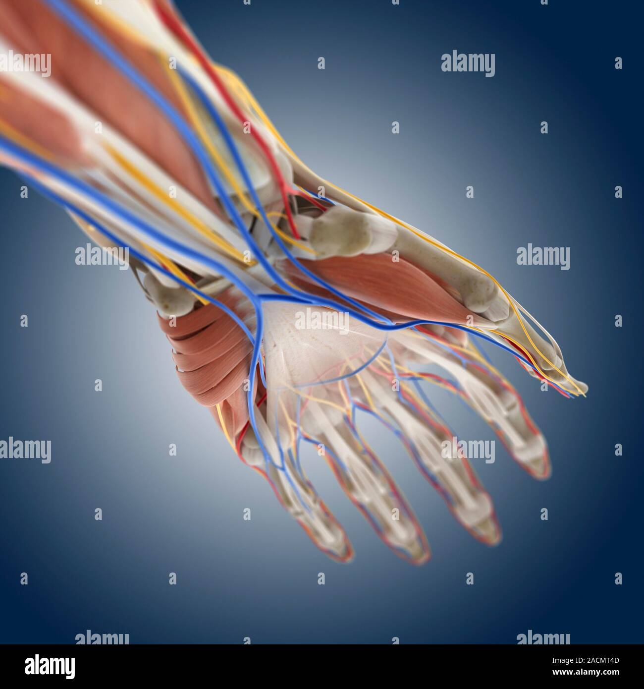 Hand anatomy. Computer artwork showing the anatomy of the palm of the ...