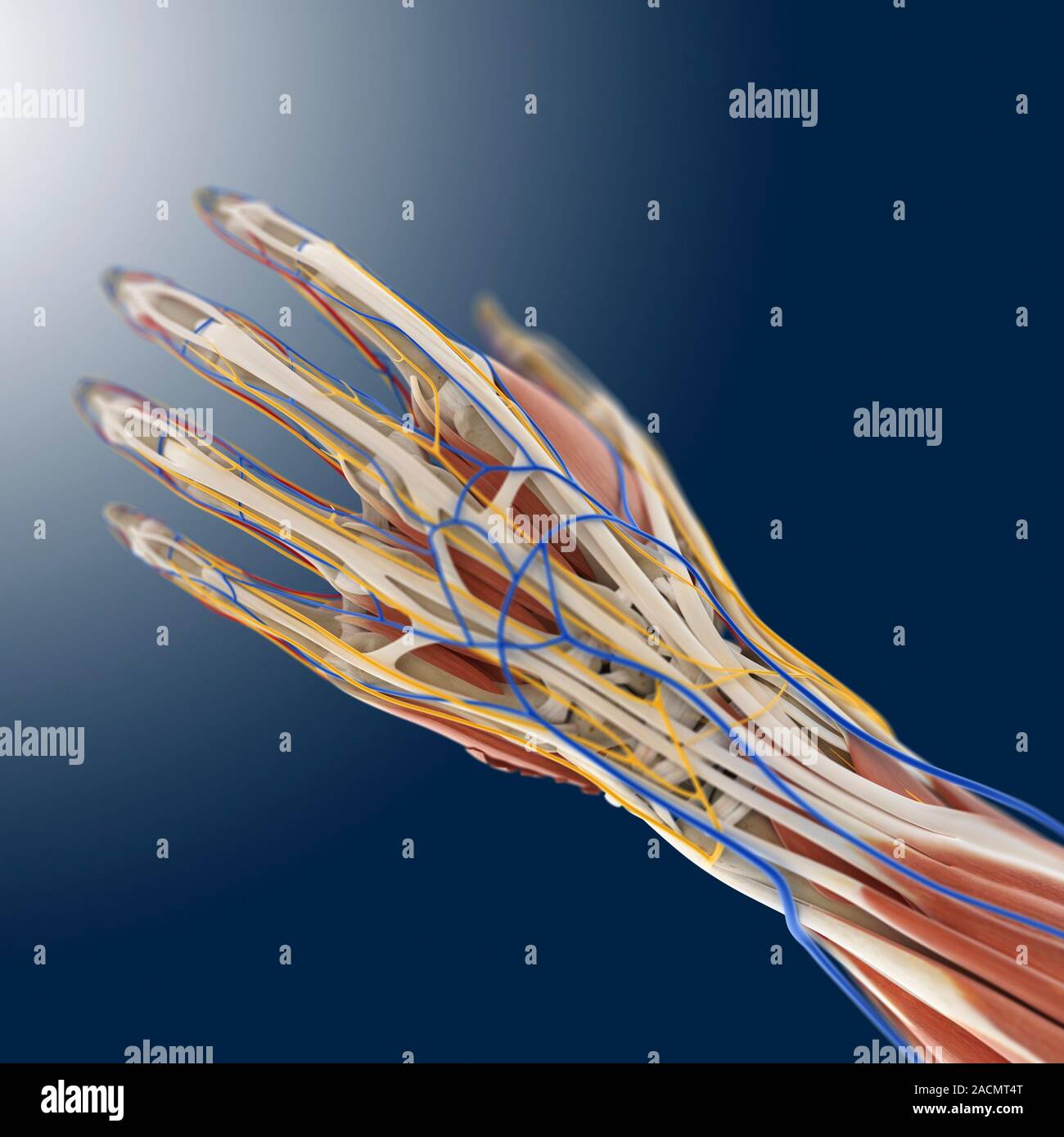 Human anatomy. Computer artwork showing the anatomy of the palm of the ...