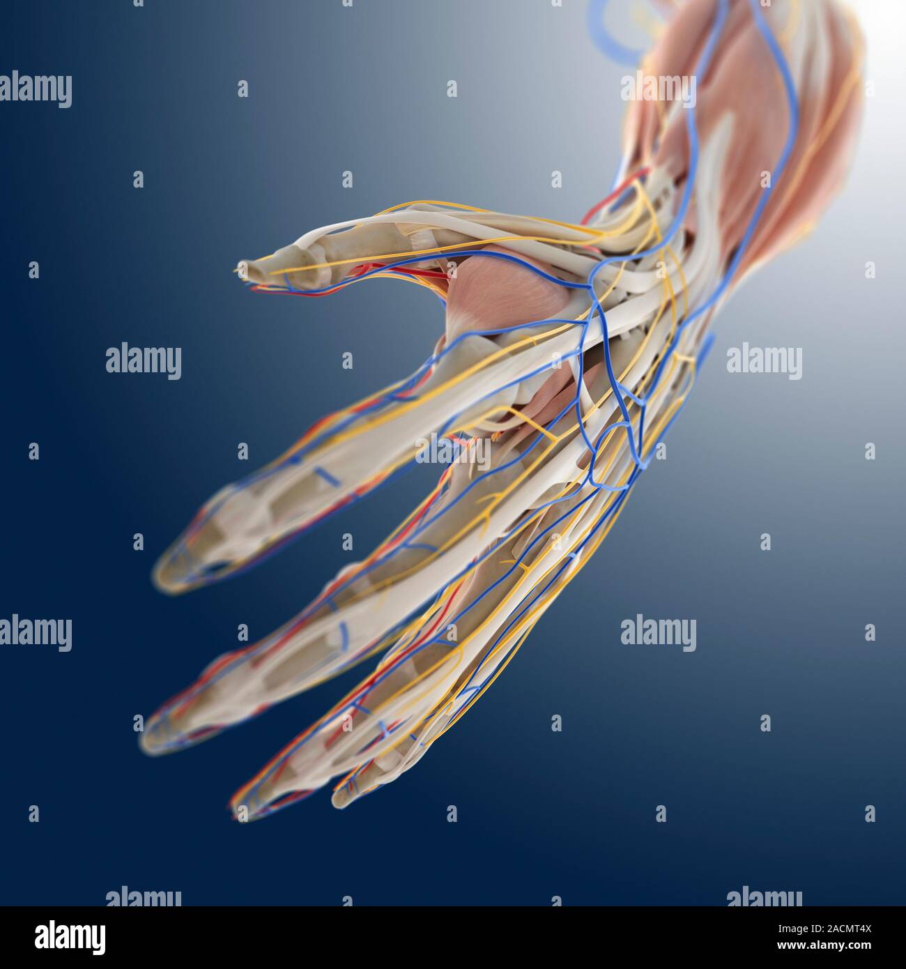 Human anatomy. Computer artwork showing the anatomy of the palm of the ...