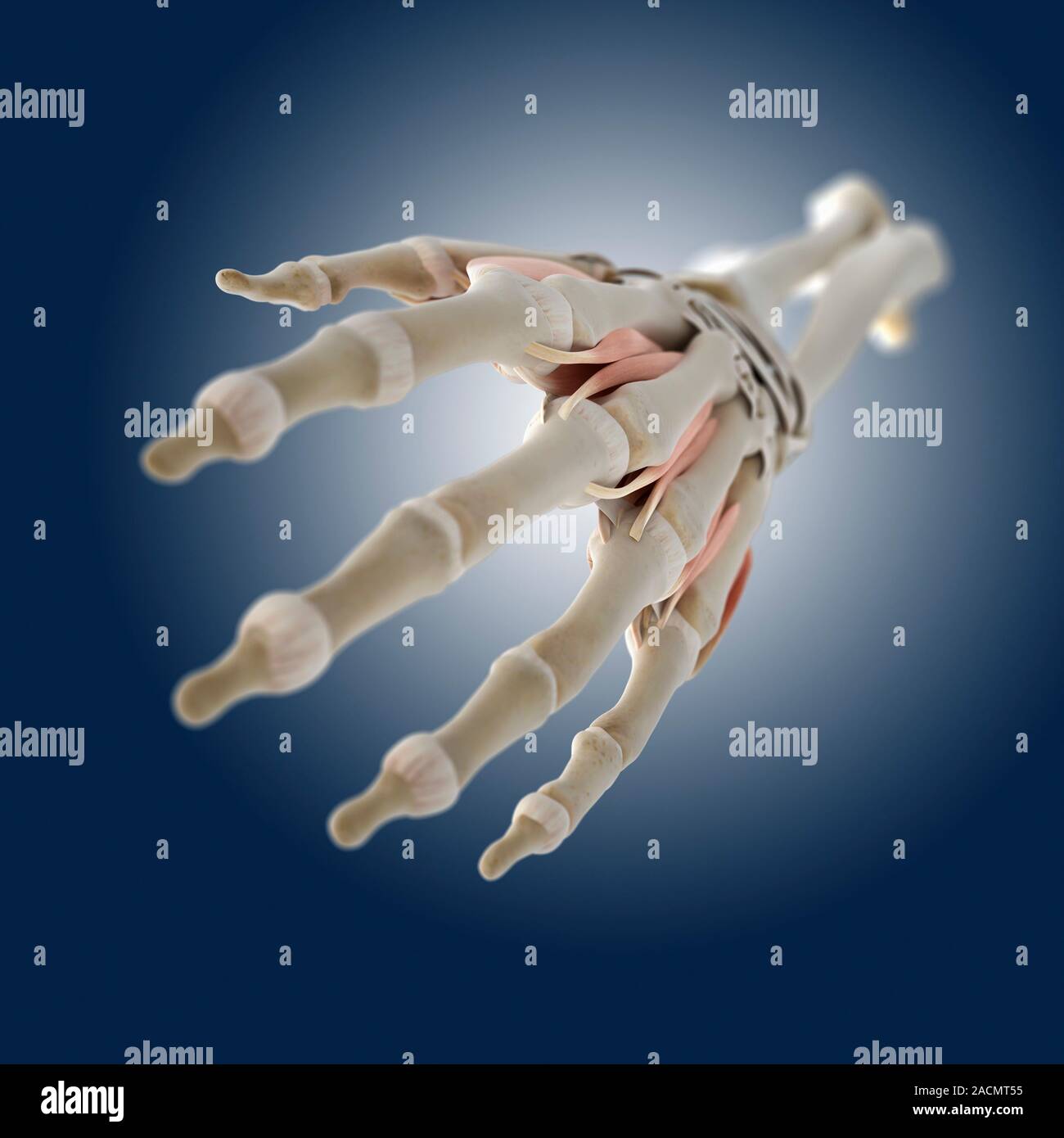 Hand anatomy, computer artwork. The phalanges (finger bones) join to ...