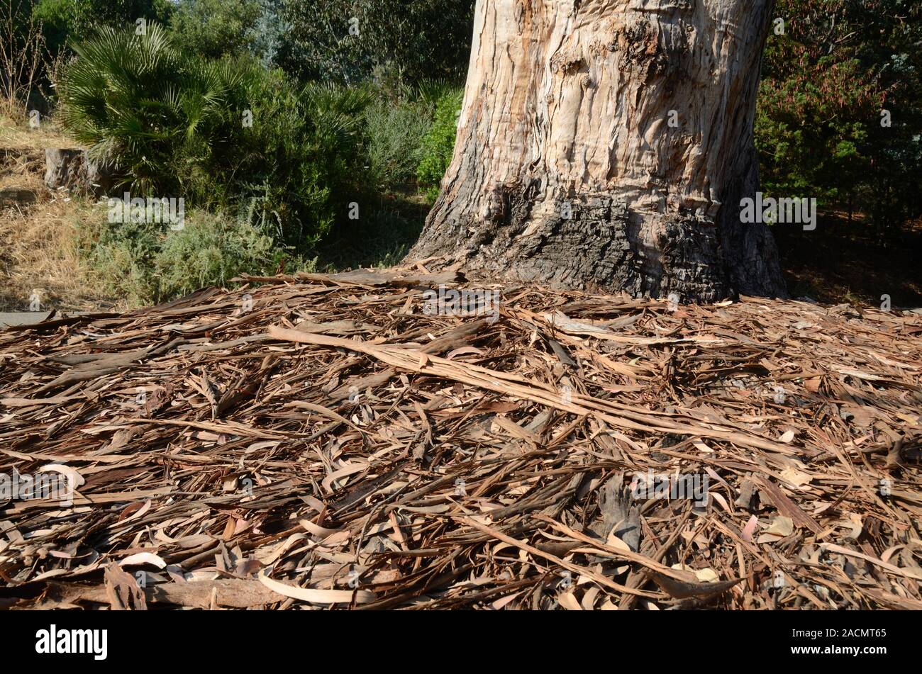 Swamp mahogany (Eucalyptus robusta) bark on a forest floor Stock Photo ...
