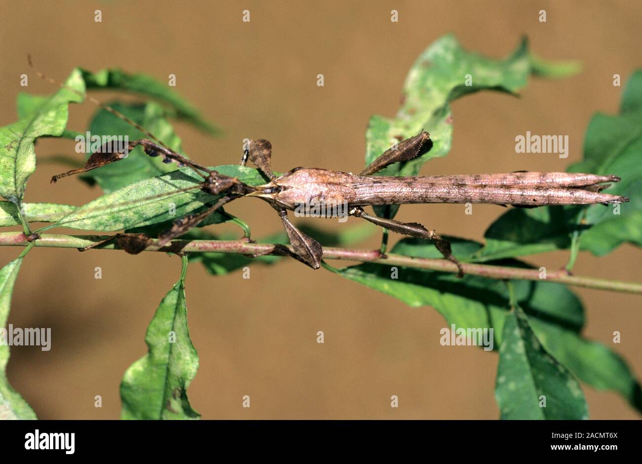 Stick insect (family Phasmida). Photographed in Madagascar Stock Photo ...