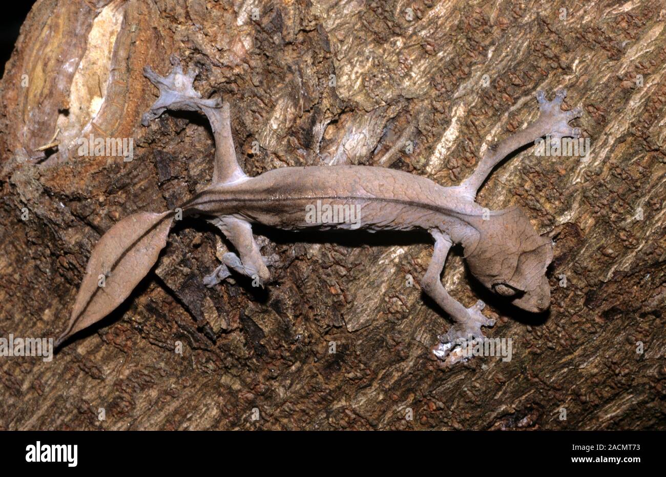 Leaf-tailed gecko (Uroplatus phantasticus). Photographed in Madagascar ...