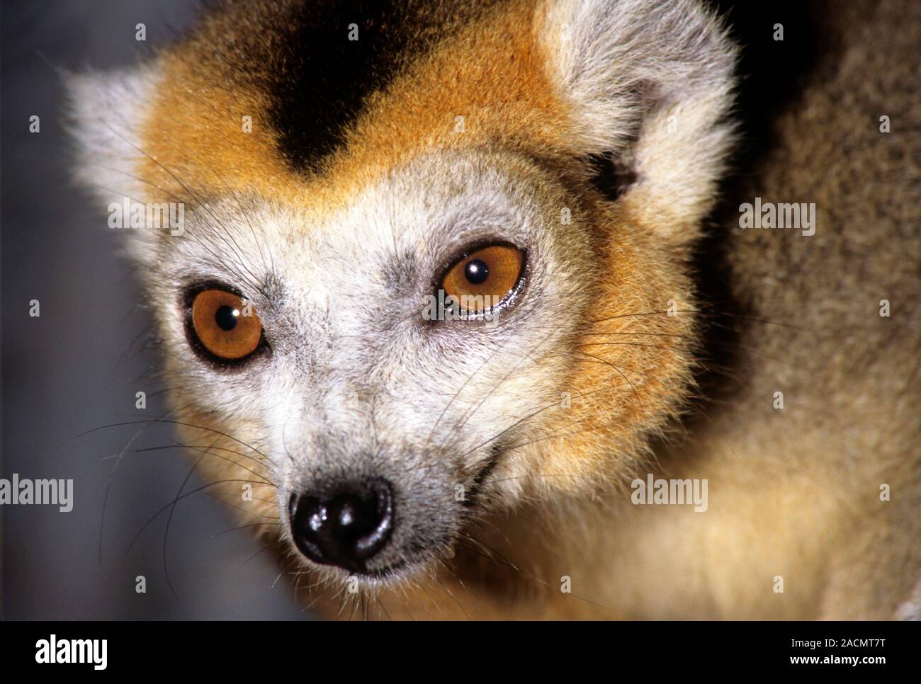 Female crowned lemur (Eulemur coronatus). Crowned lemurs are endemic to ...