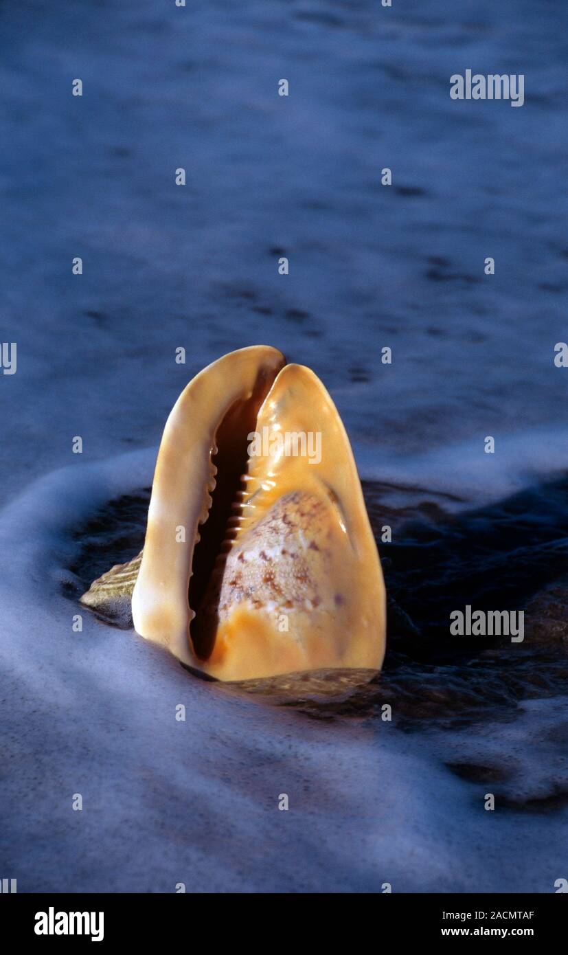 Sea snail shell. Waves lapping around an empty helmet shell (Cassis ...