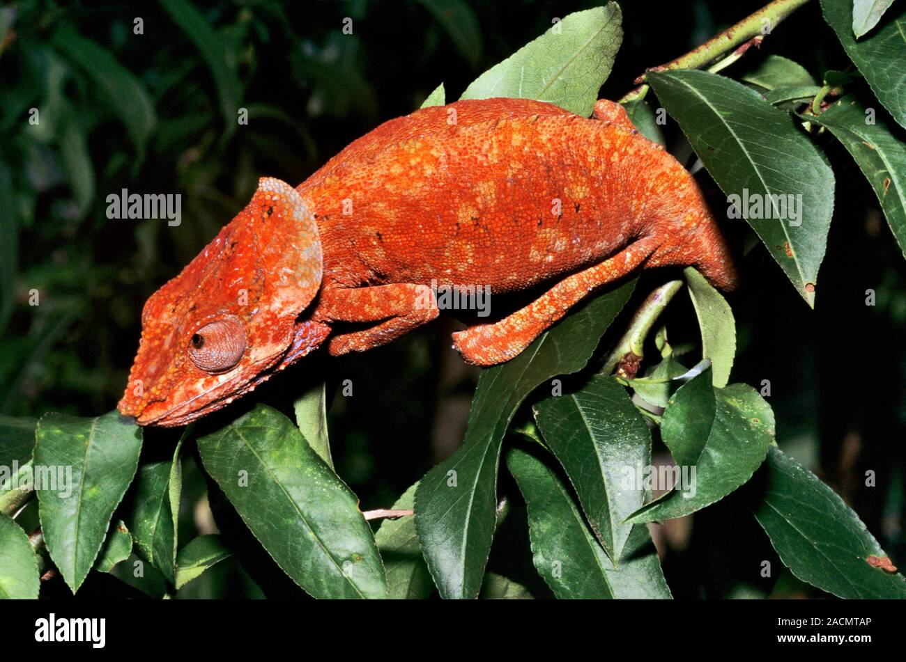 Male short-horned chameleon (Calumma brevicornis). Photographed in ...