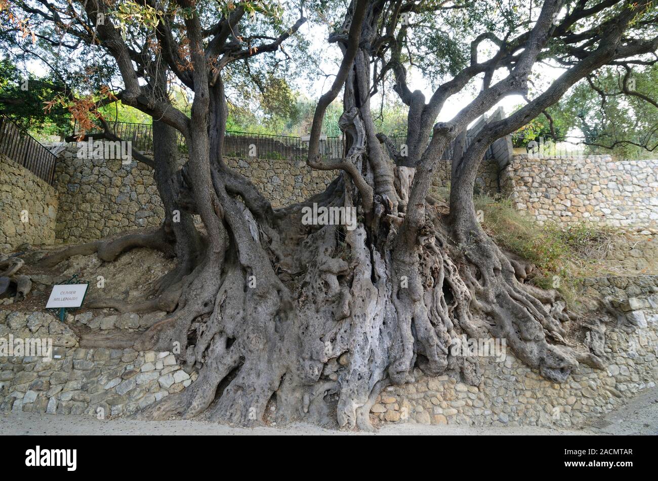 1000 year old olive tree (Olea europaea). Photographed in Roquebrune-Cap-Martin, France Stock ...