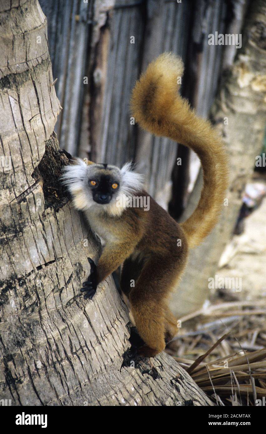 Female black lemur (Eulemur macaco macaco). Photographed in Madagascar ...