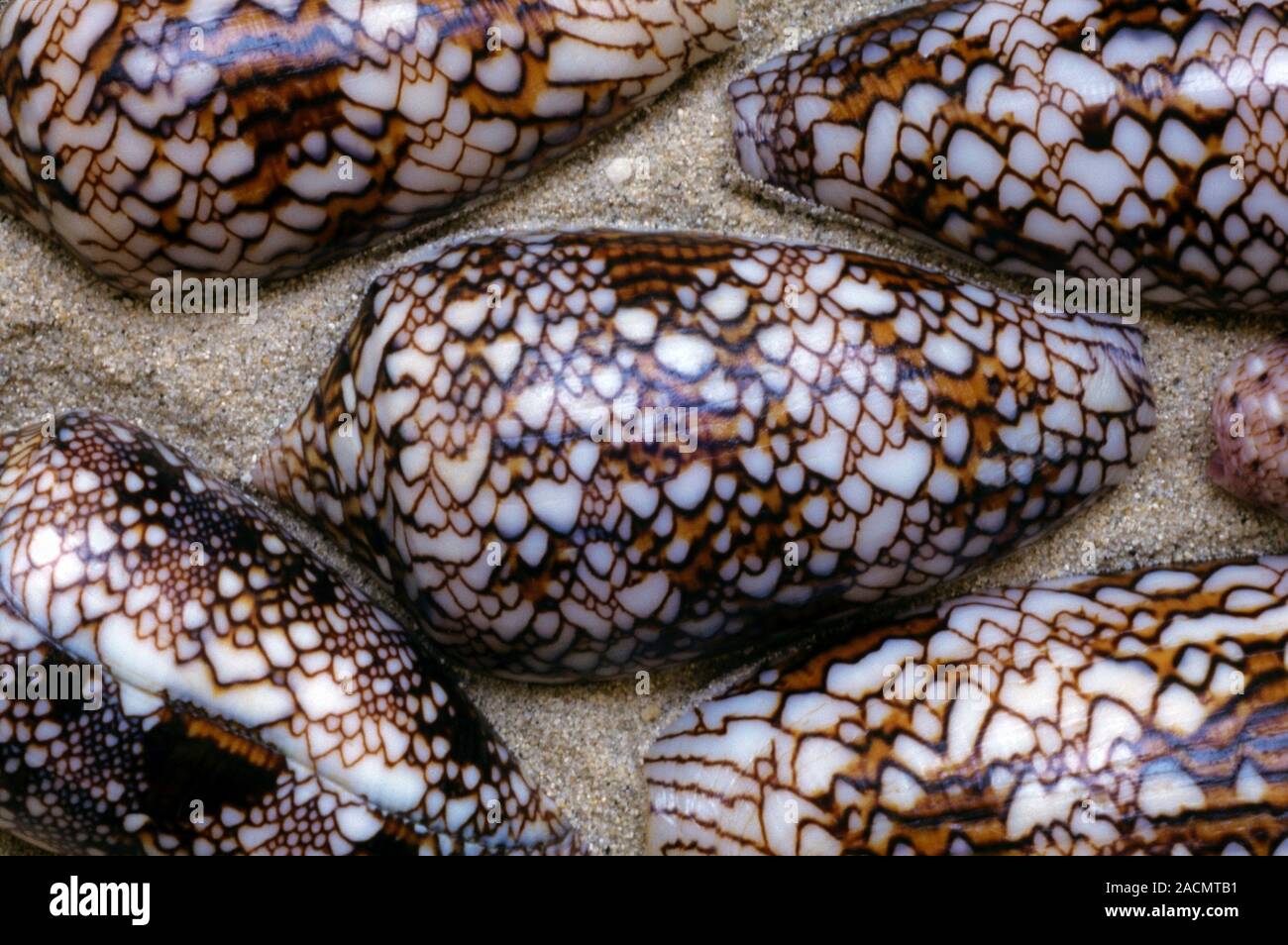Textile Cone Conus Textile Shells This Gastrpod Kills Its Prey By
