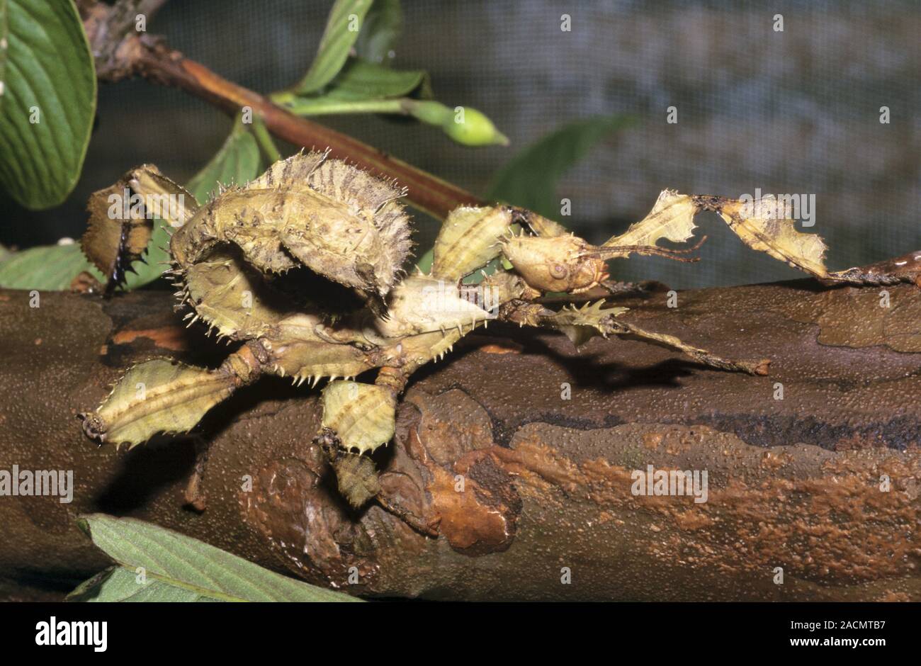 Leaf-mimic praying mantis (Phyllocrania illudens). Photographed in ...