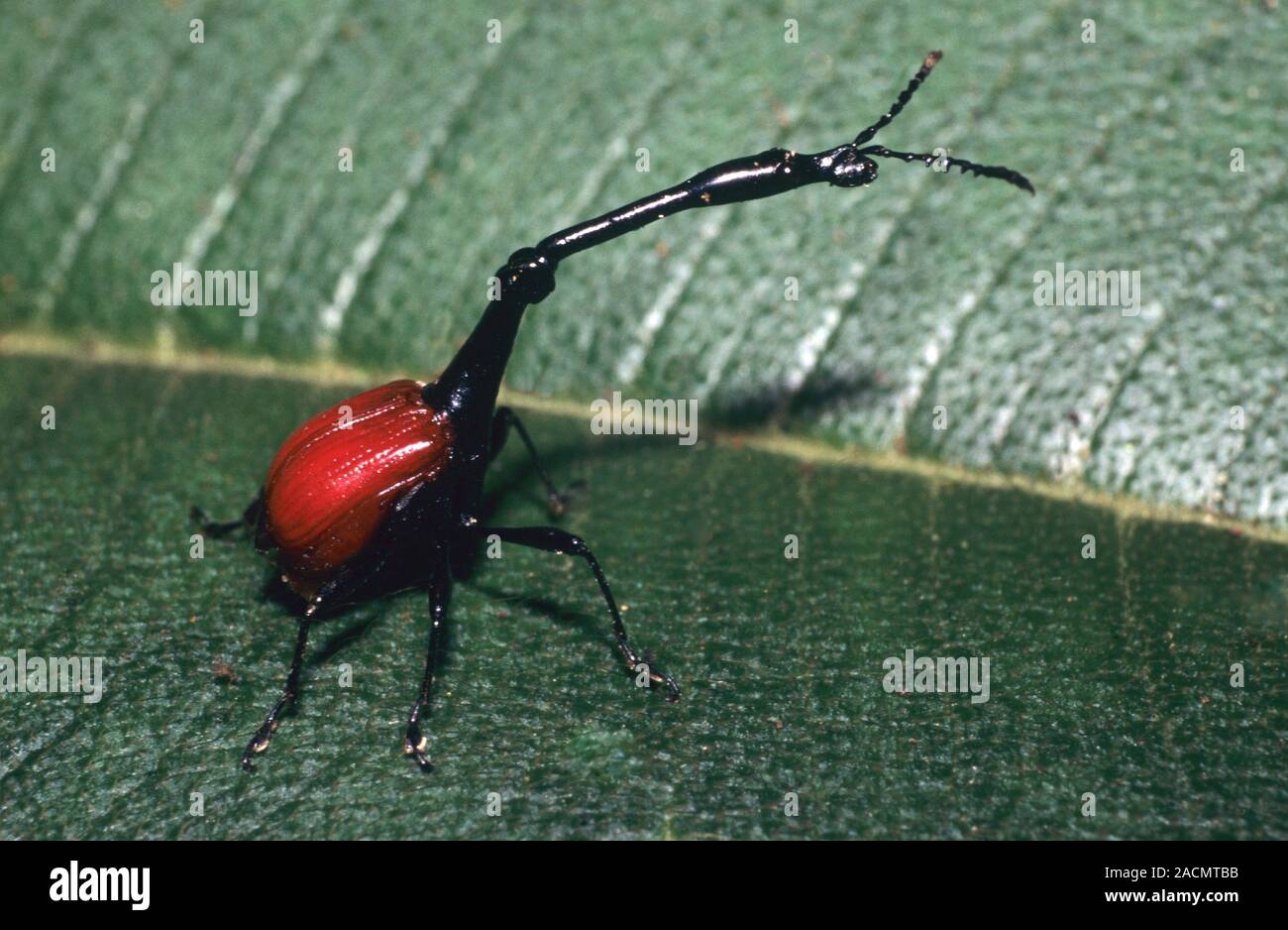 Giraffe weevil (Trachelophorus giraffa). Photographed in Madagascar ...