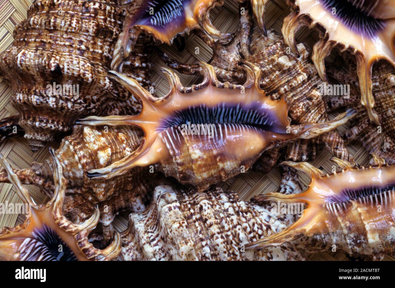Spider conch (Lambris Chiragra) shells Stock Photo - Alamy